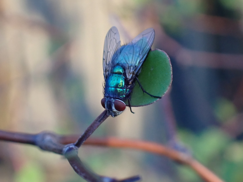 Lucilia eximia from Te Waipounamu/South Island, Christchurch ...