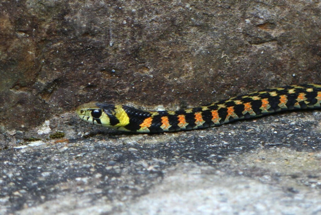 Taiwan tiger keelback from 557台灣南投縣竹山鎮 on September 29, 2023 at 02:23 ...