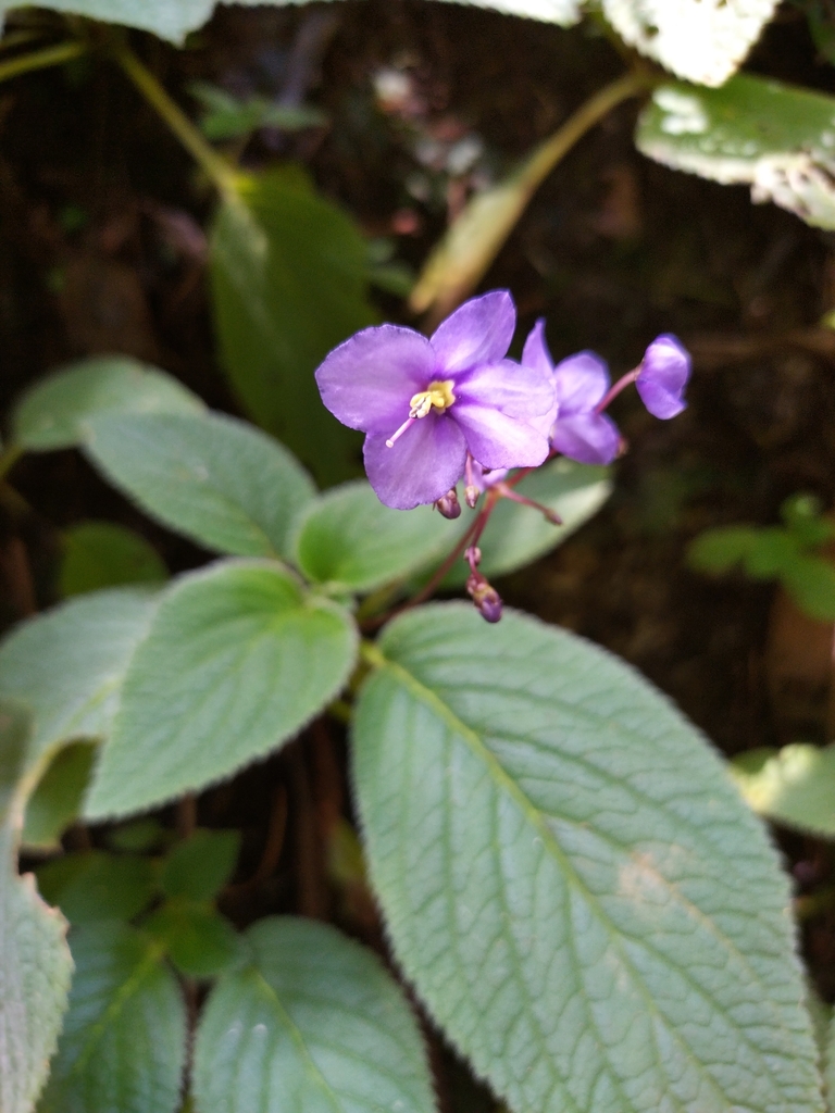 Rock Violet from Wooroonooran QLD 4860, Australia on October 5, 2023 at ...