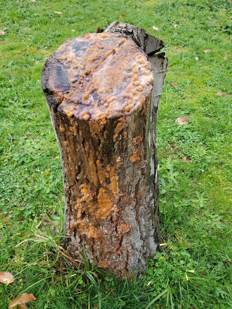 deer vomit from Tranmere SA, Australia on October 5, 2023 at 05:50 PM ...