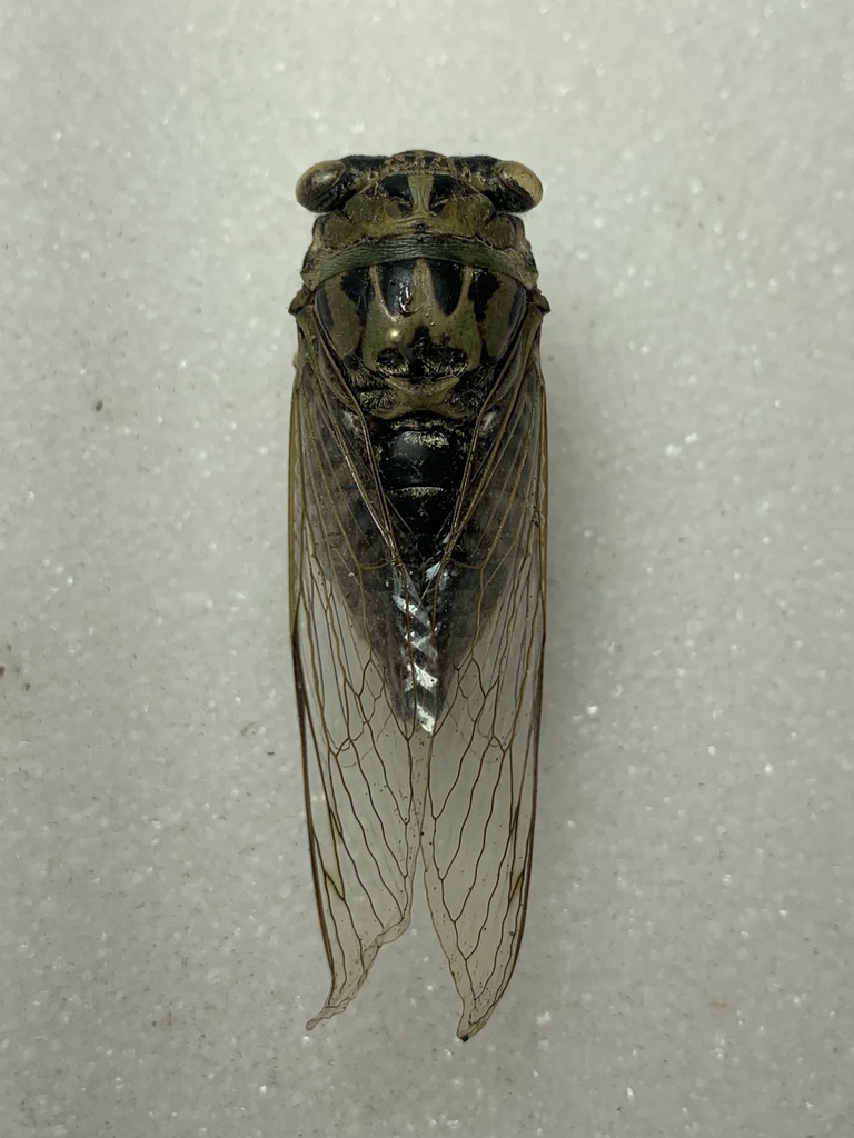 Eastern Scissors Grinder Cicada from IU Robert H. McKinney School of ...