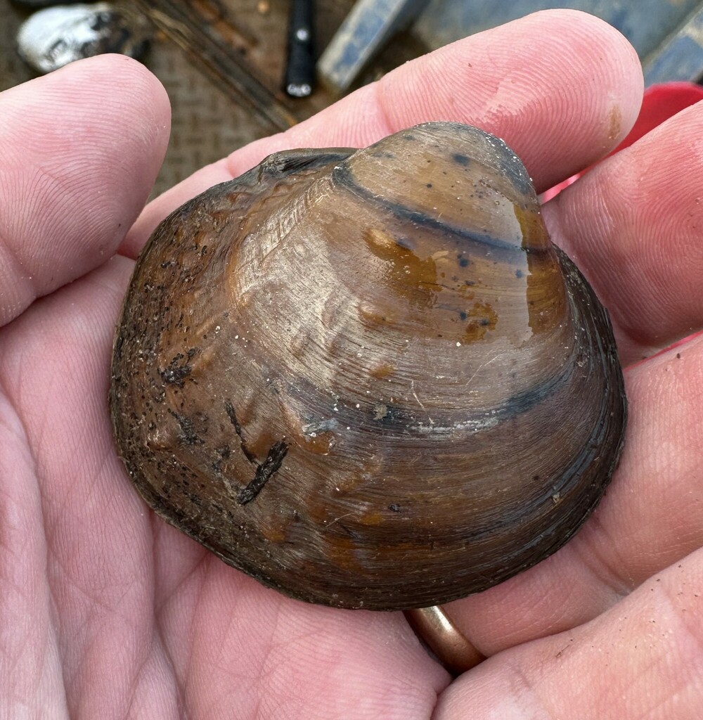 Alabama Orb from Alabama River, Claiborne Dam tailwater, Monroe County ...