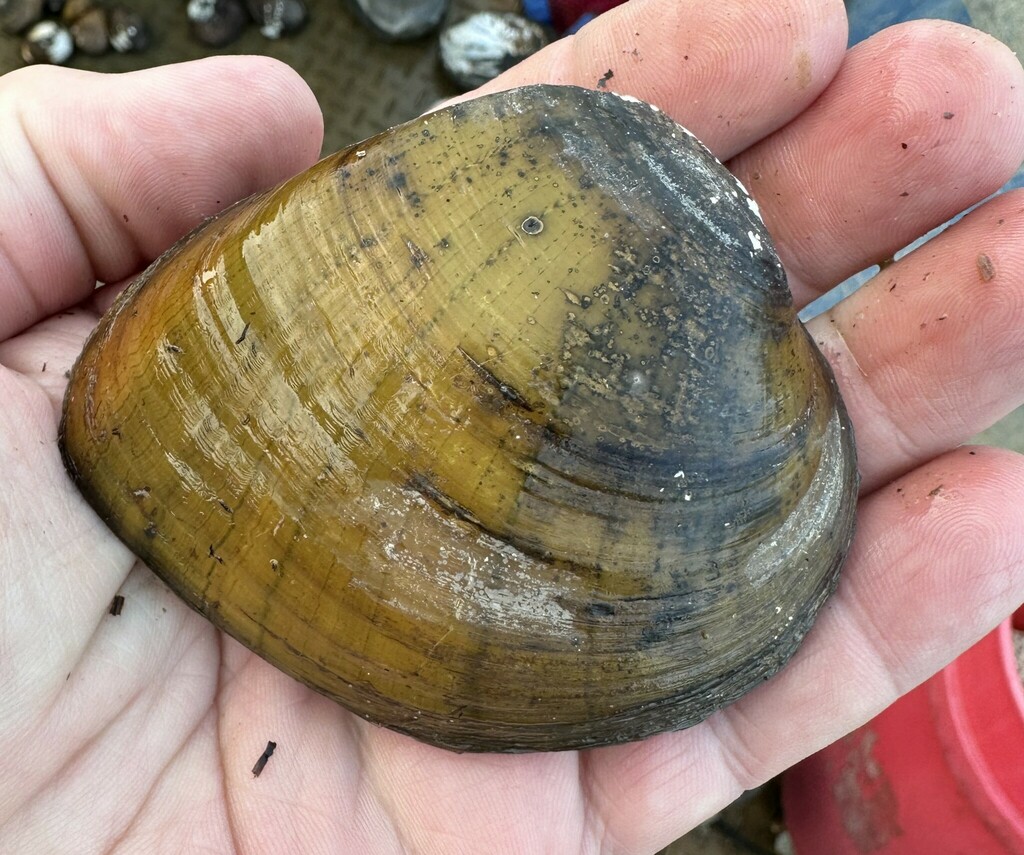 Butterfly Mussel from Alabama River, Claiborne Dam tailwater, Monroe ...