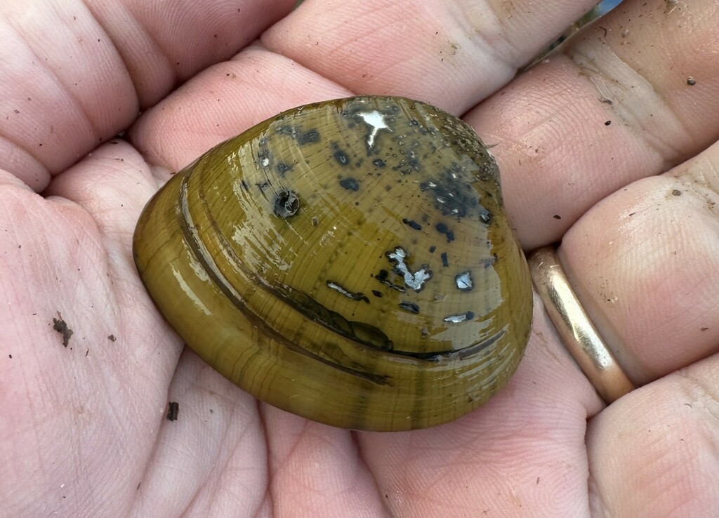 Butterfly Mussel from Alabama River, Claiborne Dam tailwater, Monroe ...