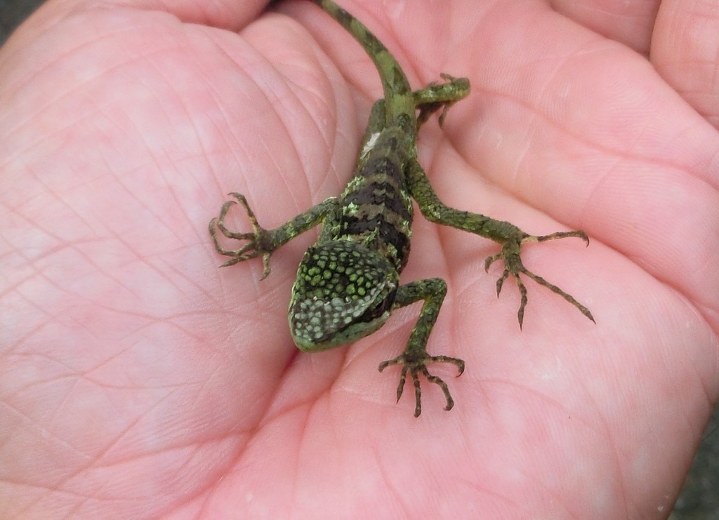 Ota's Japalure in October 2023 by r88621108 · iNaturalist