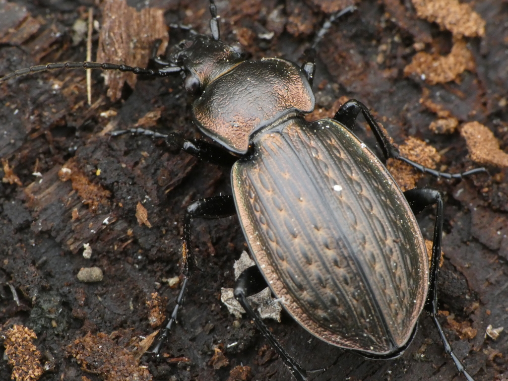 Carabus italicus (Carabidae Parte 2 Carabos de Europa) · iNaturalist