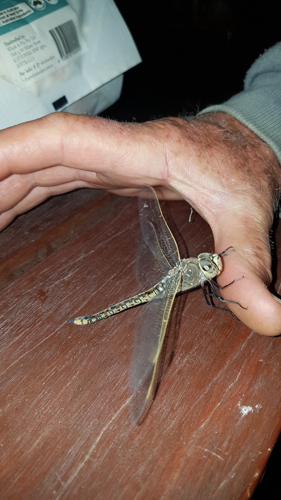 Australian Emperor from Tibooburra NSW 2880, Australia on August 12 ...