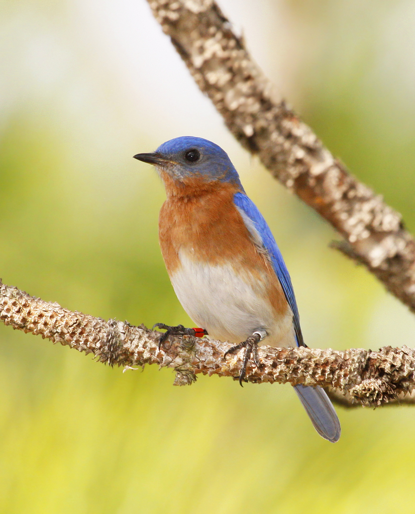 Eastern Bluebird from Wedgefield, FL 32833, USA on February 21, 2011 at ...