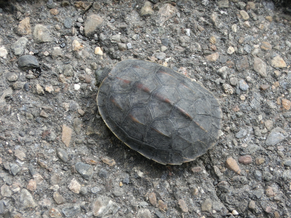 Common thread turtle from 638台灣雲林縣麥寮鄉 on October 5, 2023 at 10:42 AM by ...