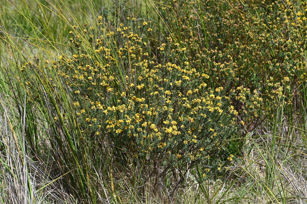 swamp bush-pea from Bunyip State Park, Gembrook, VIC, AU on October 1 ...