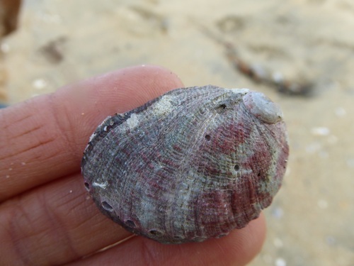 Haliotis wallalensis · iNaturalist