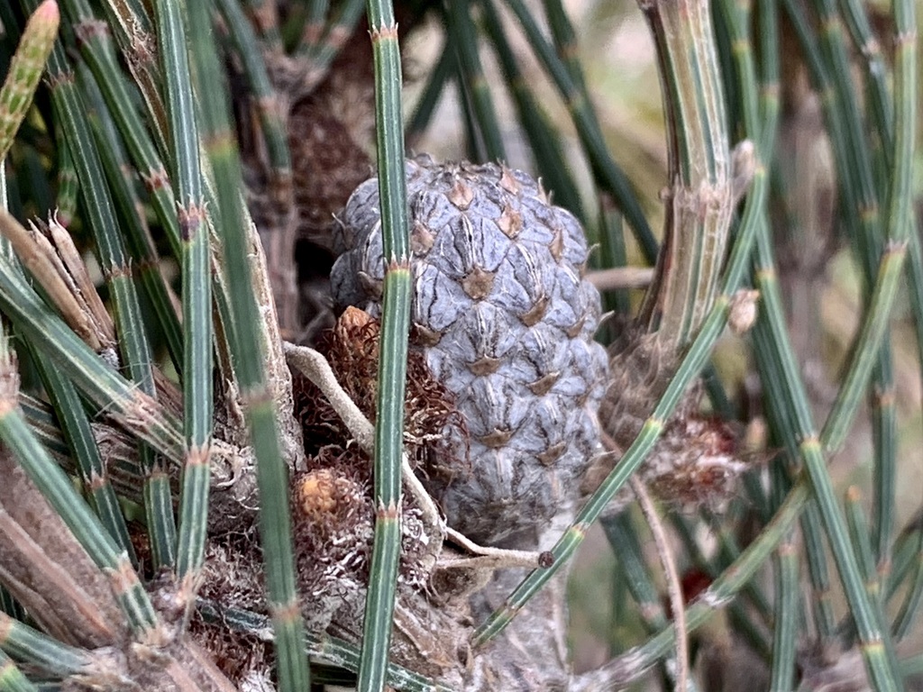 dwarf sheoak from Tyabb VIC 3913, Australia on October 5, 2023 at 02:41 ...