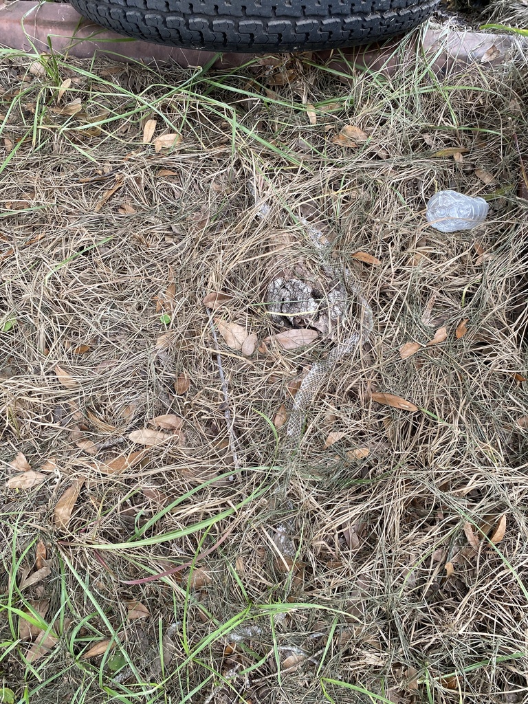 Colubrine Snakes from Tampa, FL, US on September 29, 2023 at 03:12 PM ...