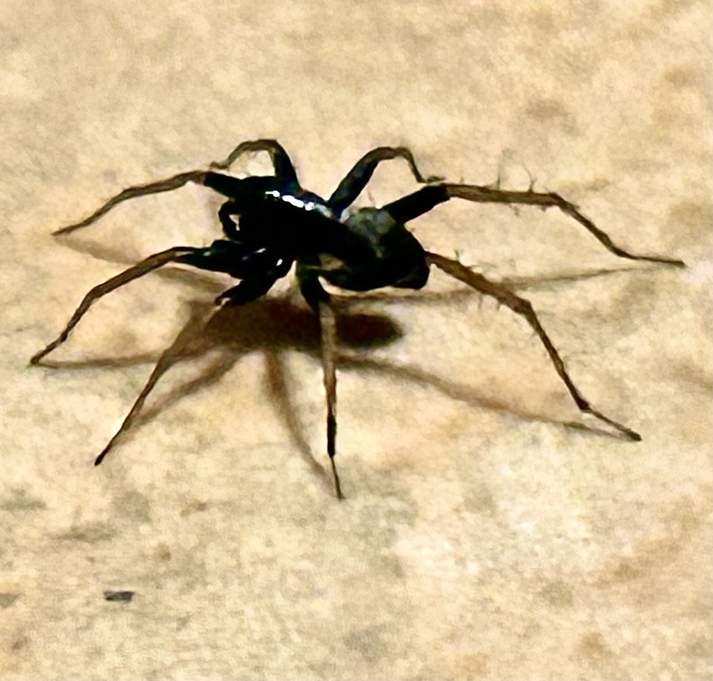 Typical Spiders from Peponi Road, Nairobi, Nairobi, KE on October 5 ...