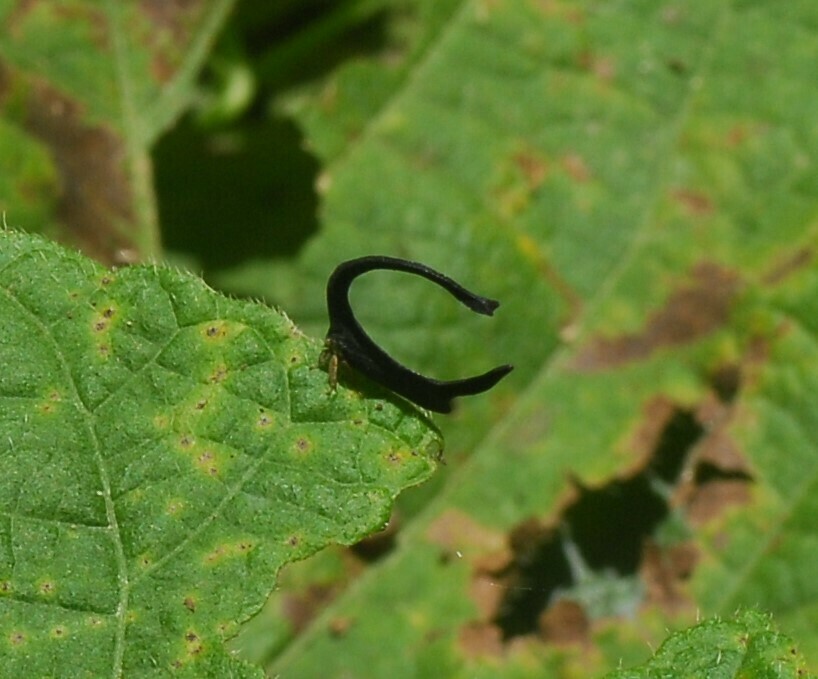 Cladonota apicalis from 70706 Santiago Lachiguiri, Oaxaca, Mexico on ...