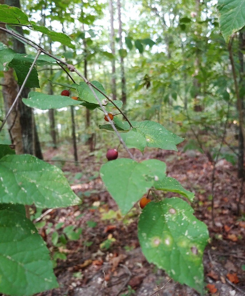 Dwarf Hackberry from Dekalb County, GA, USA on September 28, 2023 at 09 ...