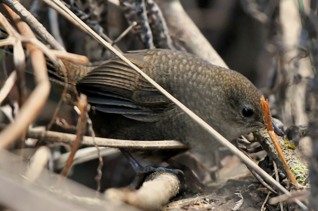 Rufous Scrub-bird from Gloucester Tops NSW 2422, Australia on September ...
