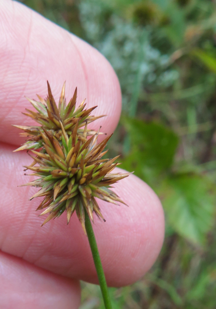 Roundhead Rush in September 2023 by Tim Lewis · iNaturalist