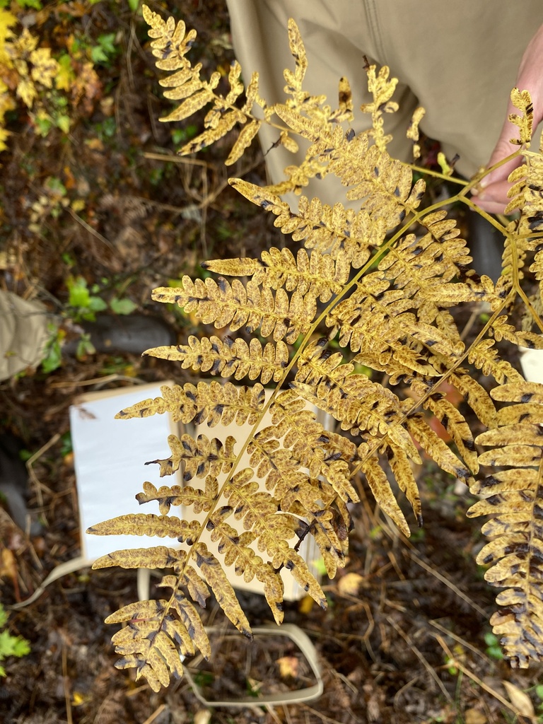 eagle fern from Oestman Dr NE, Kalkaska, MI, US on October 5, 2023 at ...