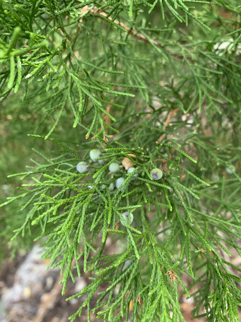 eastern redcedar from Seahorse Key, FL, US on September 30, 2023 at 11: ...