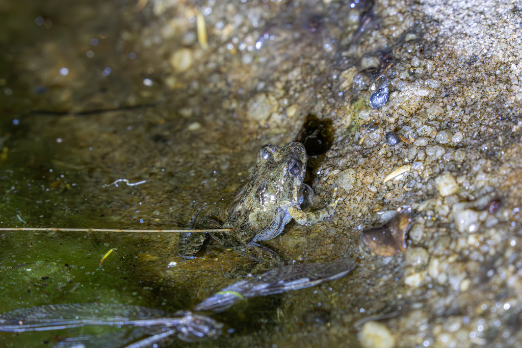 Common Eastern Froglet from Sydney NSW, Australia on October 5, 2023 at ...
