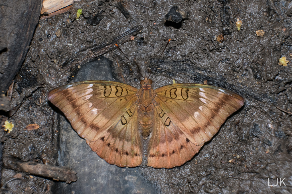 Common Baron from Bishan, Singapore on October 5, 2023 at 12:52 PM by ...