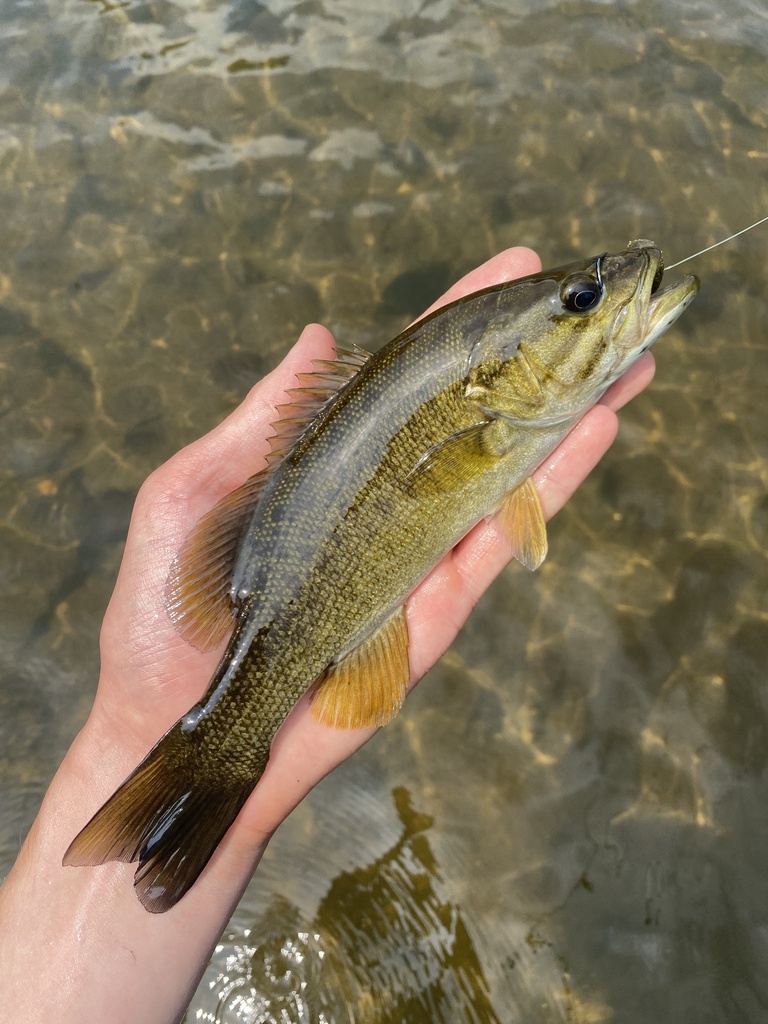 Smallmouth Bass from Huron River, Ann Arbor, MI, US on August 10, 2023 ...