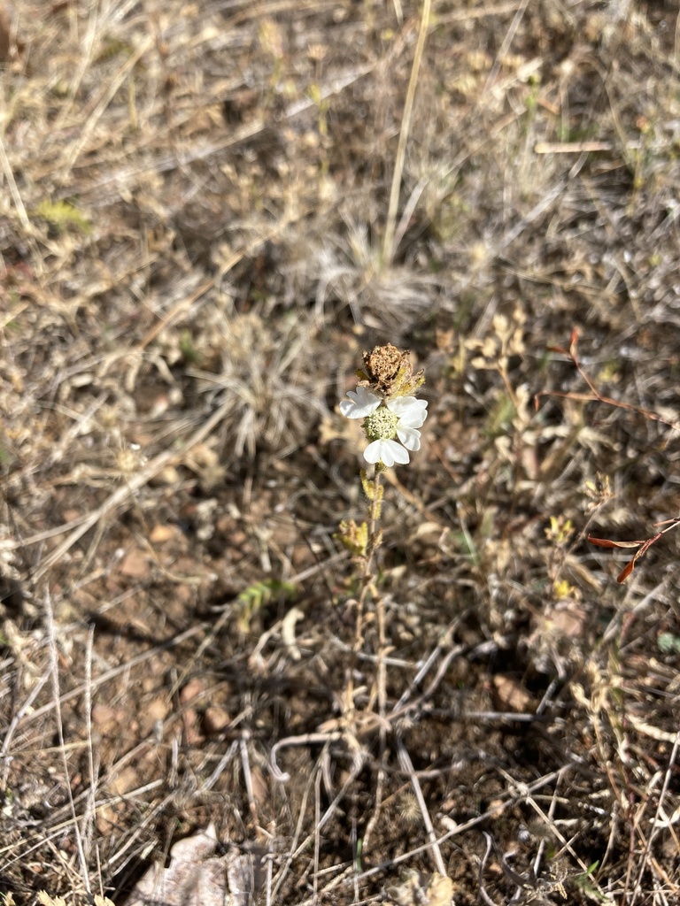Hayfield Tarweed from Cave Junction, OR, US on October 3, 2023 at 01:05 ...