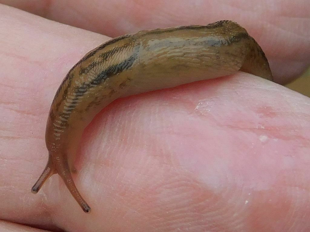 Striped Garden Slug from Greyton, 7233, South Africa on September 28 ...