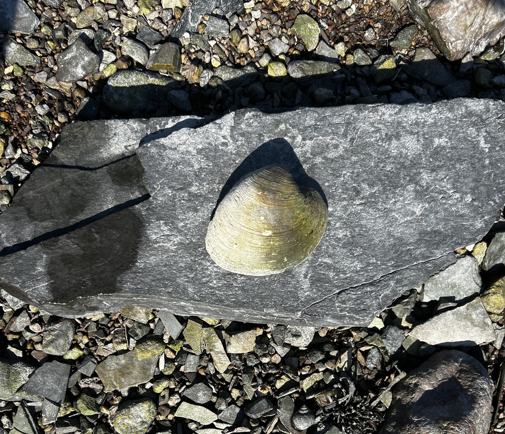 Quahogs from Savin Hill Cove, Boston, MA, US on October 5, 2023 at 10: ...