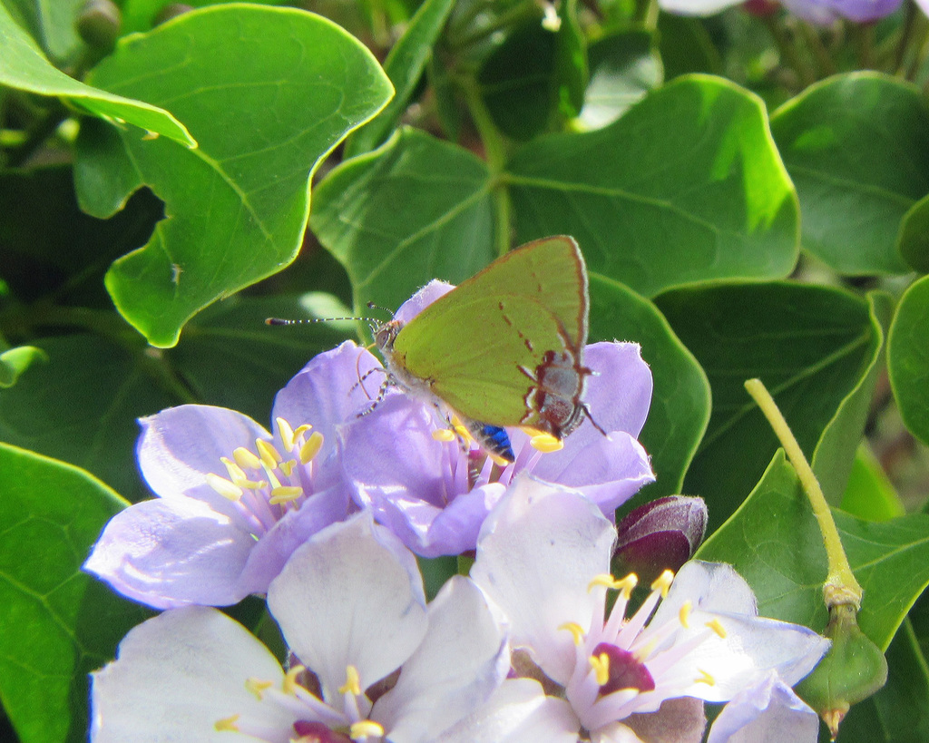 Telea Hairstreak from Mahuma, Oranjestad, Aruba on April 5, 2018 at 08: ...