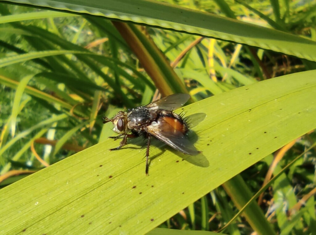 Tachina in August 2023 by pawel717 · iNaturalist