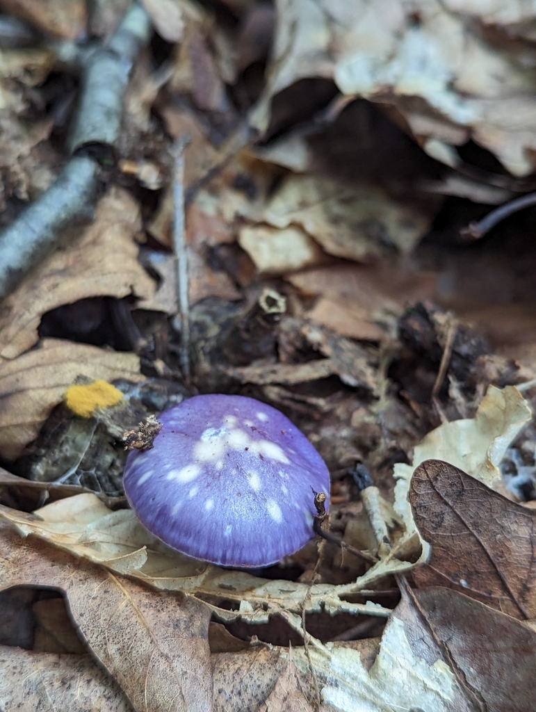 Viscid Violet Cort from Chatham, NJ 07928, USA on October 5, 2023 at 09 ...