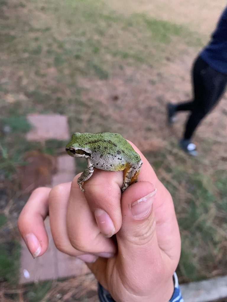 Sierran Tree Frog from SH-6, Potlatch, ID, US on October 4, 2023 at 06: ...