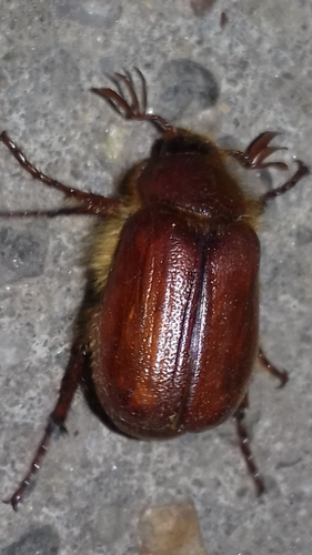 Holochelus aequinoctialis · iNaturalist