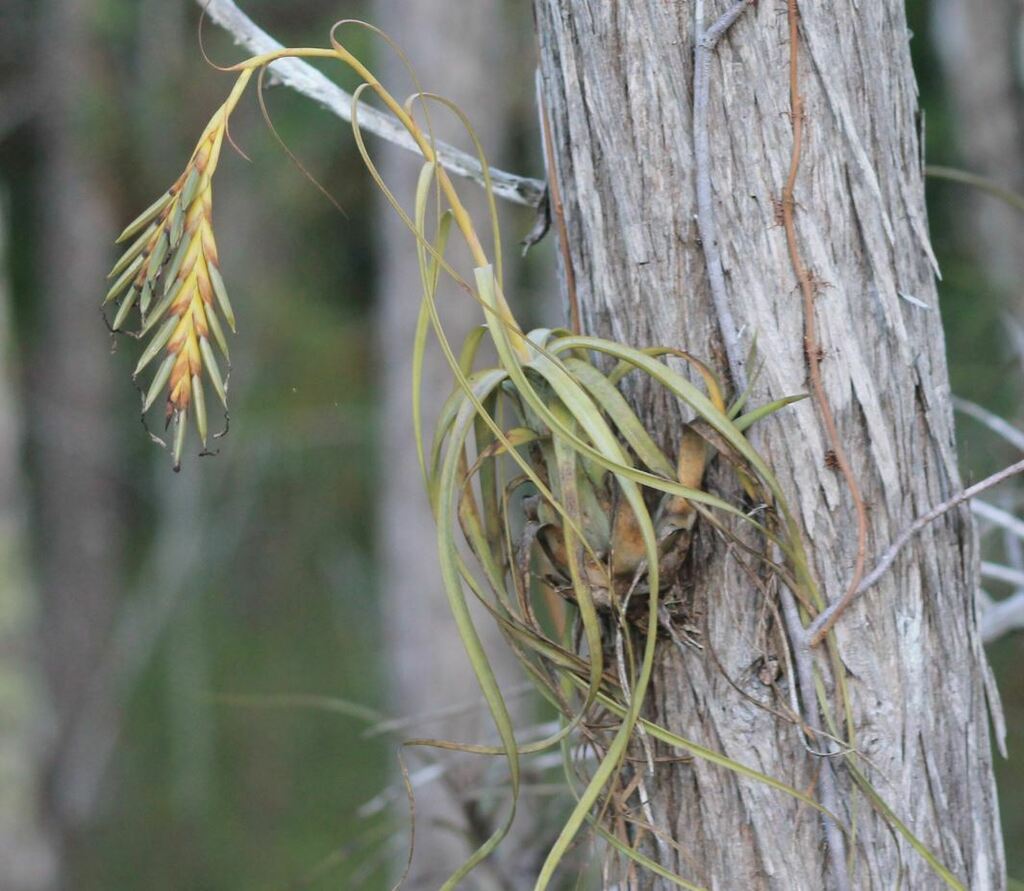 Balbis' airplant in October 2023 by Mikie Green · iNaturalist