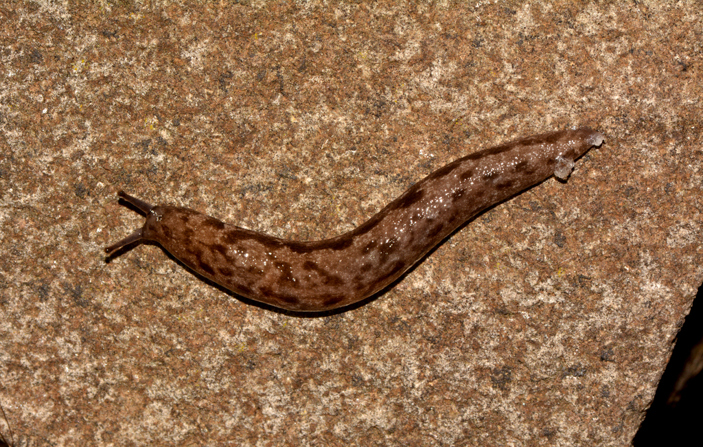 Changeable Mantleslug from Hamden, CT, USA - Tower on October 3, 2023 ...