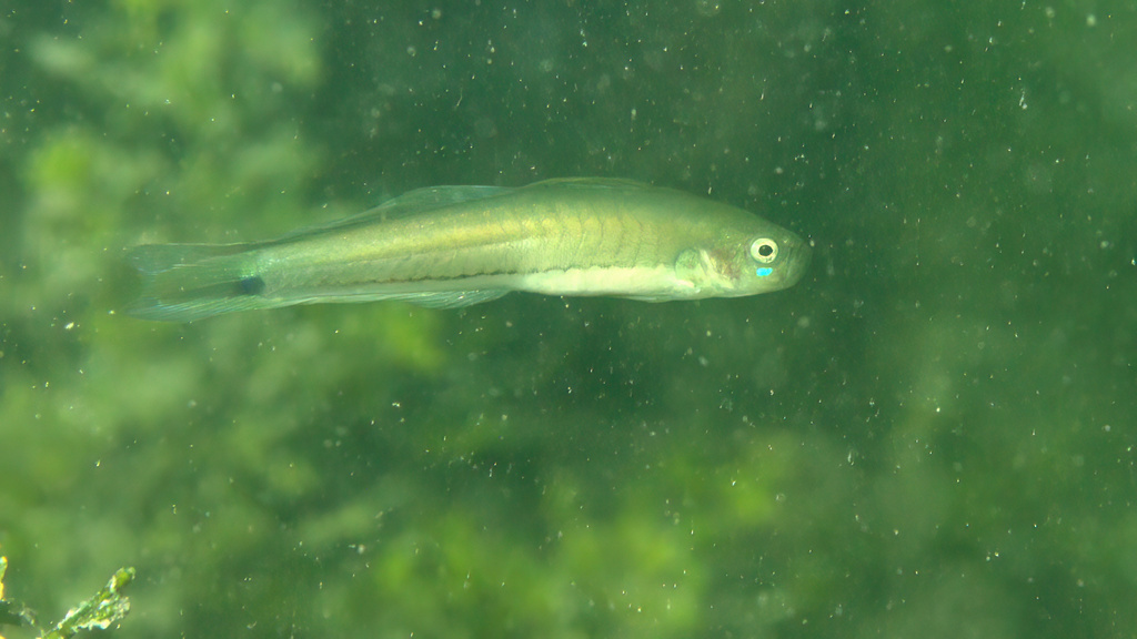 Interrupted Dartfish (Parioglossus interruptus) - Marine Life ...