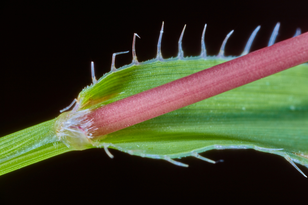 African bur-grass from Vilankulo, Inhambane, Mozambique on February 1 ...