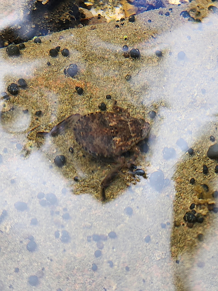 Water Bugs from Sedona, AZ 86336, USA on October 2, 2023 at 11:25 AM by ...