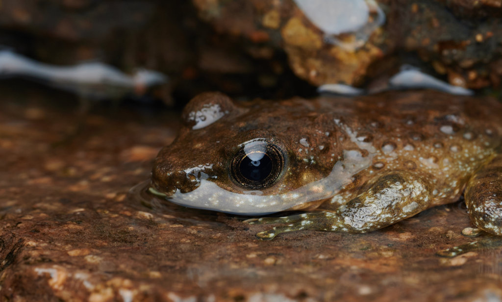 Wuyi torrent frog from 天目山 on June 11, 2023 by Li Jianbo · iNaturalist