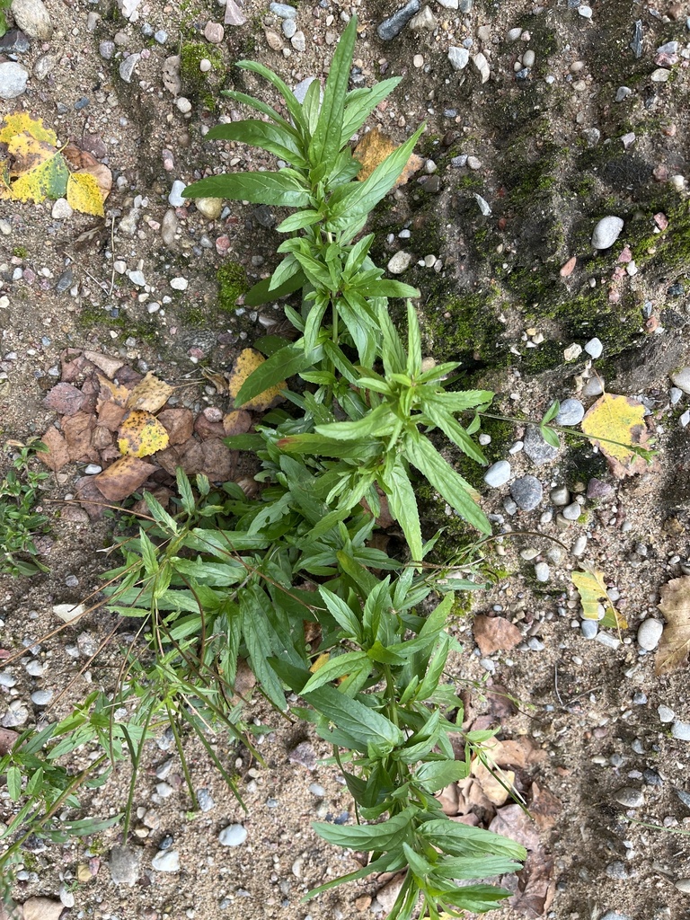 Square-Stemmed Willow Herb from Bialowieski PN, BY-BR-PR, BY-BR, BY on ...