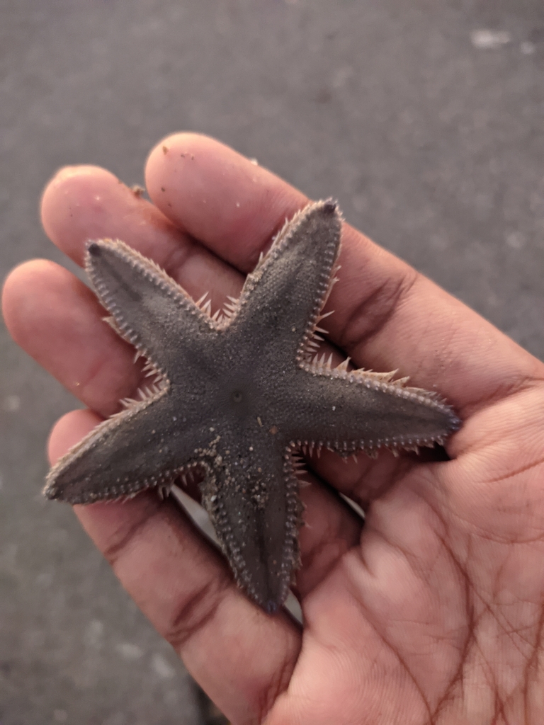 Plain Sand Star from RF52+2X4, Edakkad, Kerala 670663, India on October ...