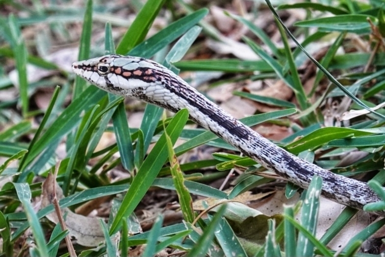 Twig Snake from Pafuri, Mozambique on September 24, 2023 at 04:48 PM by ...