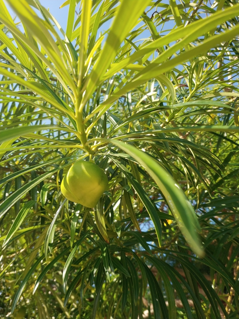 Be-still tree from Calle 21 1280, Sisal, Yuc., México on March 08, 2019 ...