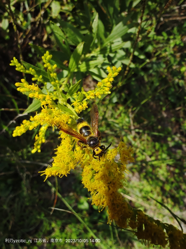 Scolia watanabei from Nanjing, CN-JS, CN on October 5, 2023 at 02:00 PM ...