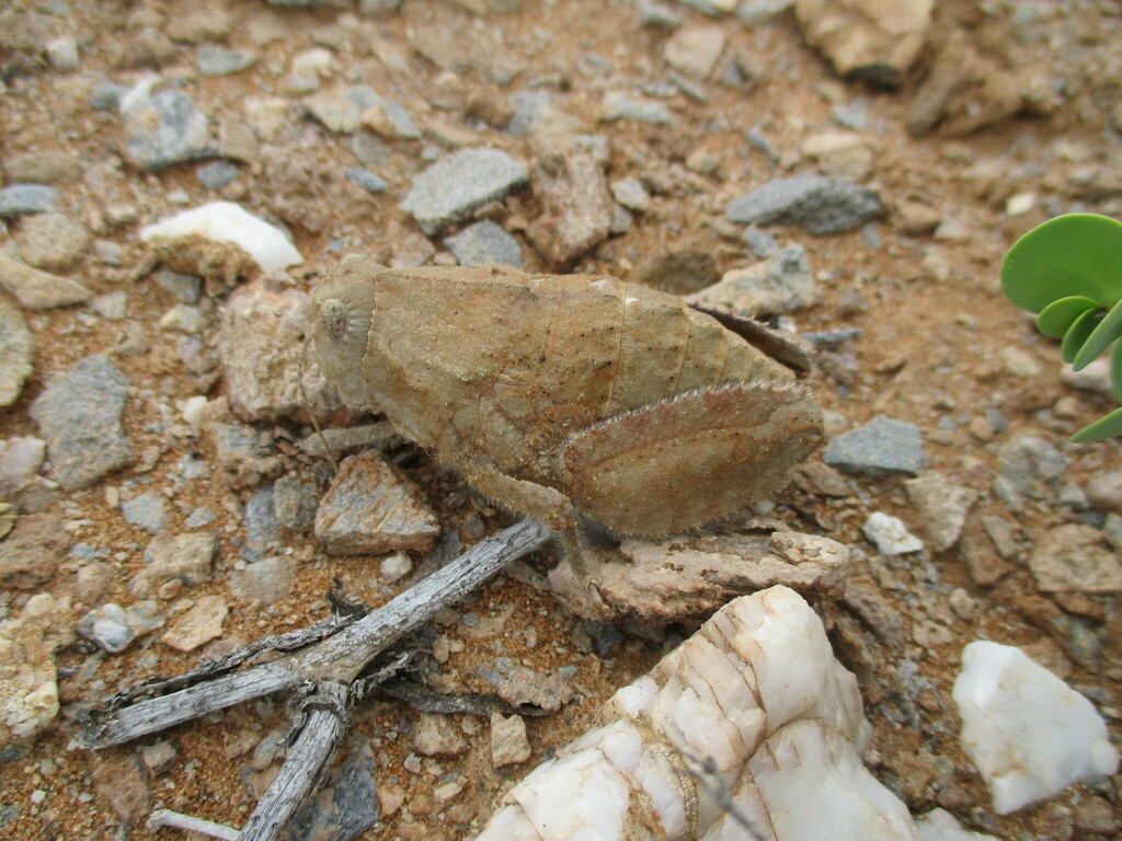 Toad Grasshopper from Karas Region, Namibia on September 5, 2023 at 10: ...