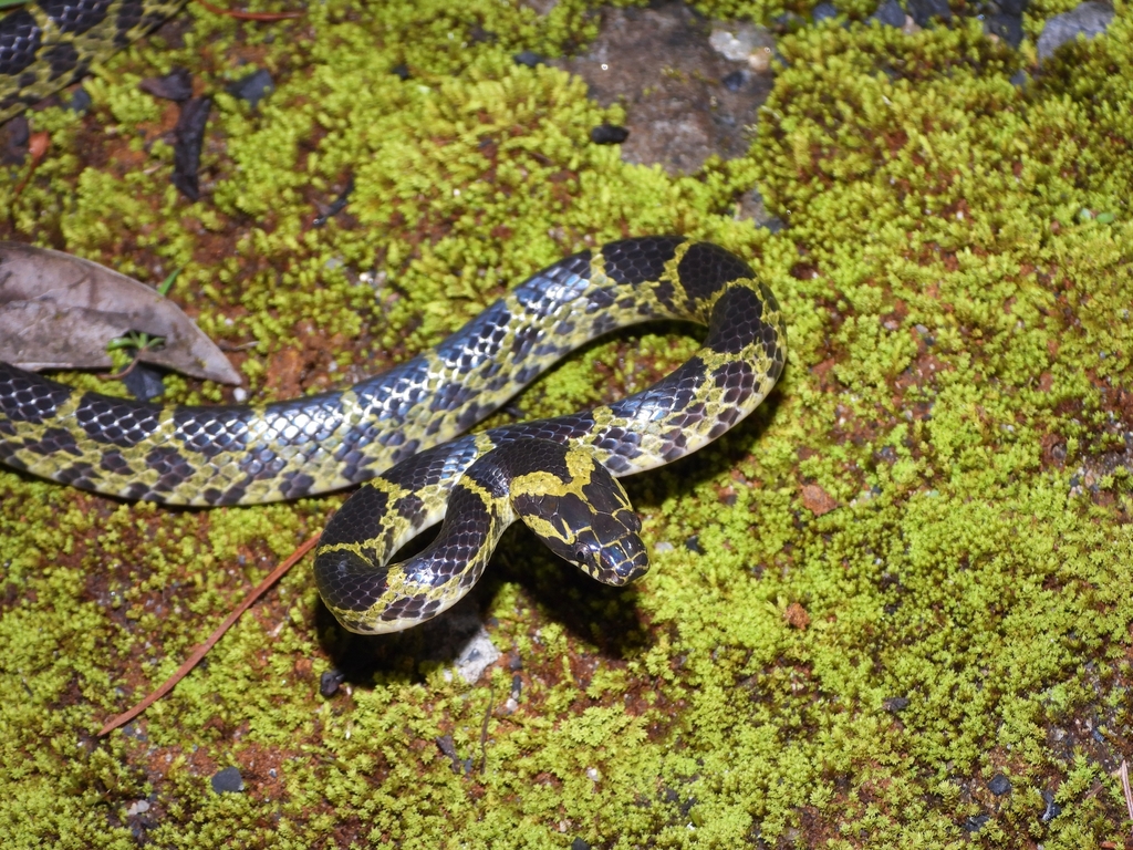 Big-tooth Snake from 中国湖南省郴州市宜章县 on October 3, 2023 at 11:38 PM by ...