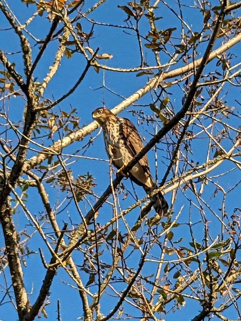 Cooper's Hawk from Lake Hills, Bellevue, WA, USA on October 4, 2023 at ...