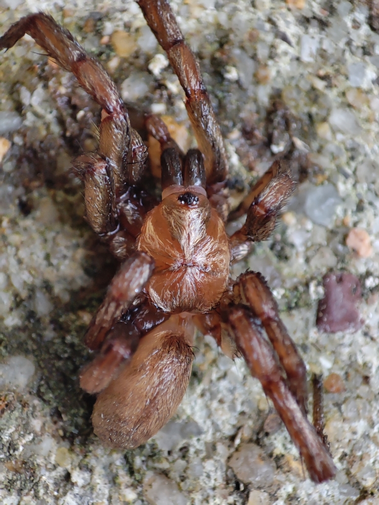 Tubetrapdoor and Wishbone Spiders from 2630-300 Arruda dos Vinhos ...